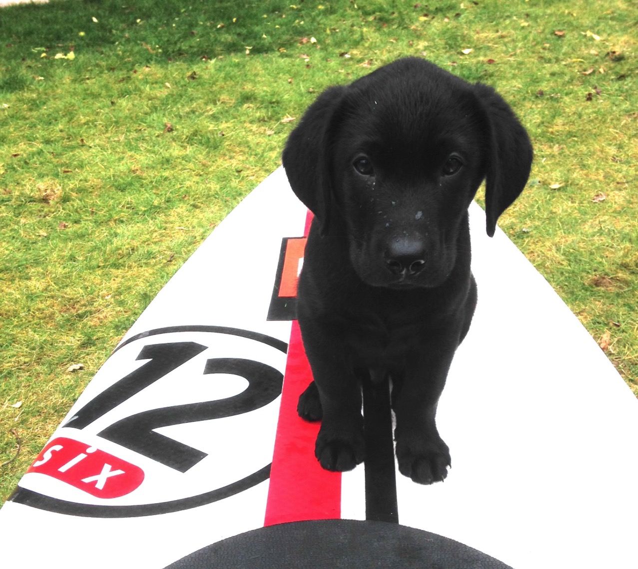 There's nothing better than having a SUP Pup - SUPboarder Magazine