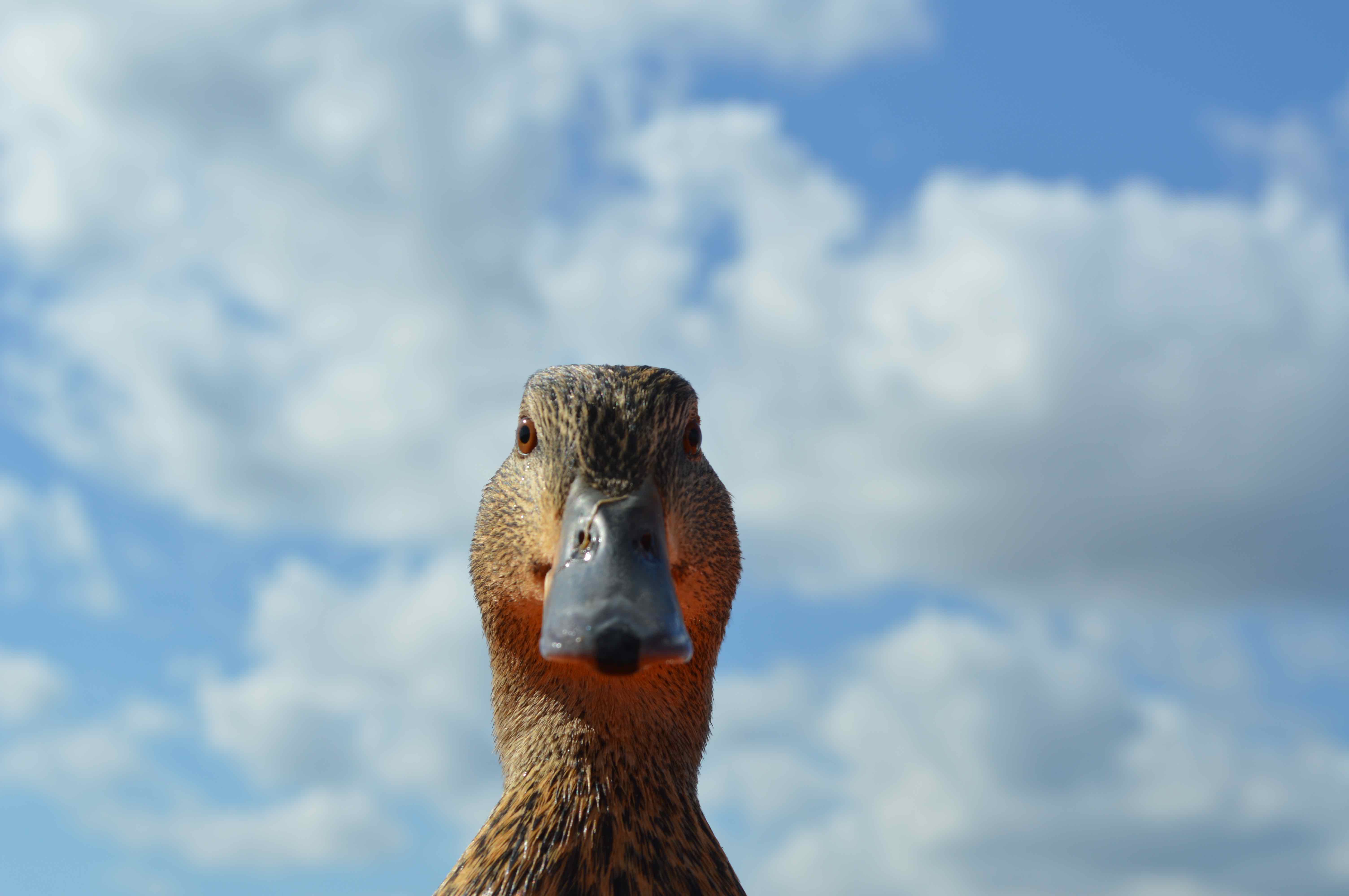 SUP Duck - SUPboarder Magazine